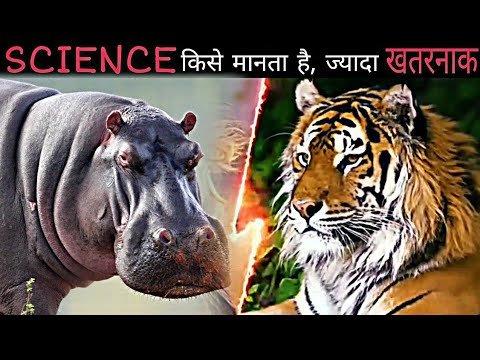 Tiger vs Hippo who will win in Hindi || Tiger vs Hippo - YouTube