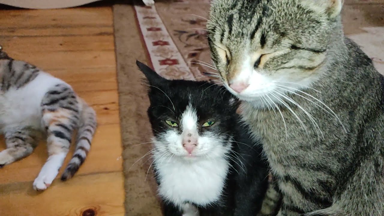 The Sweetest Cats In The World They Play Games They Have Fun They Are ...