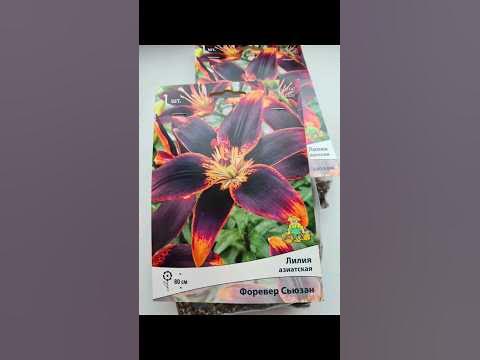 Лилия азиатская Форевер Сьюзан пересорт #цветы #сад #lilium #краснодар ...