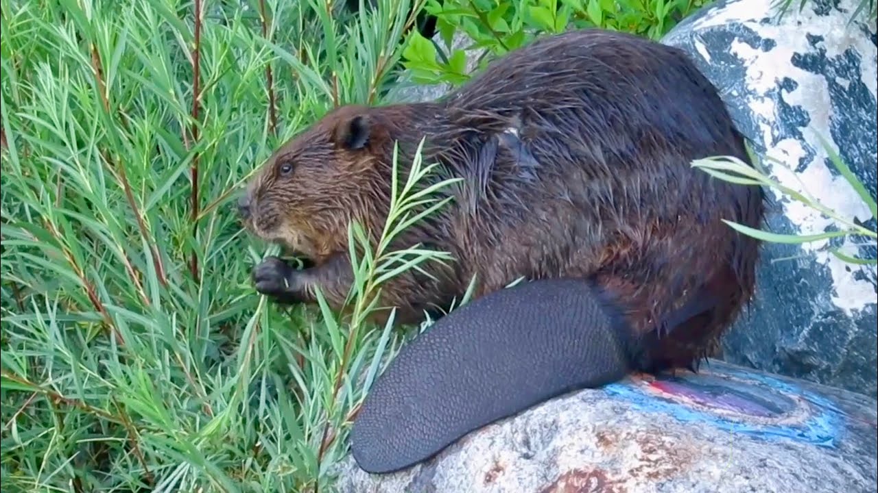 What Do Beavers Eat? - YouTube