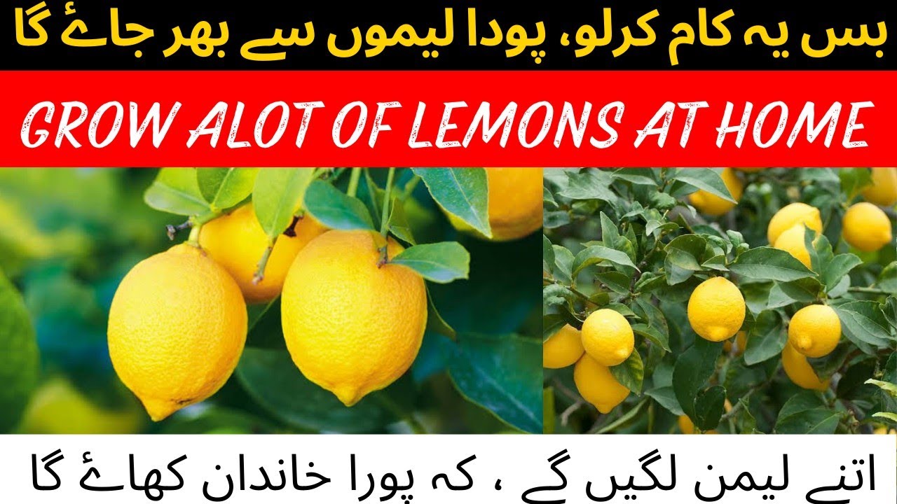 Lemon 🍋 Plants To Grow At Home. 3 Tips For Growing Alot Of Lemons At ...