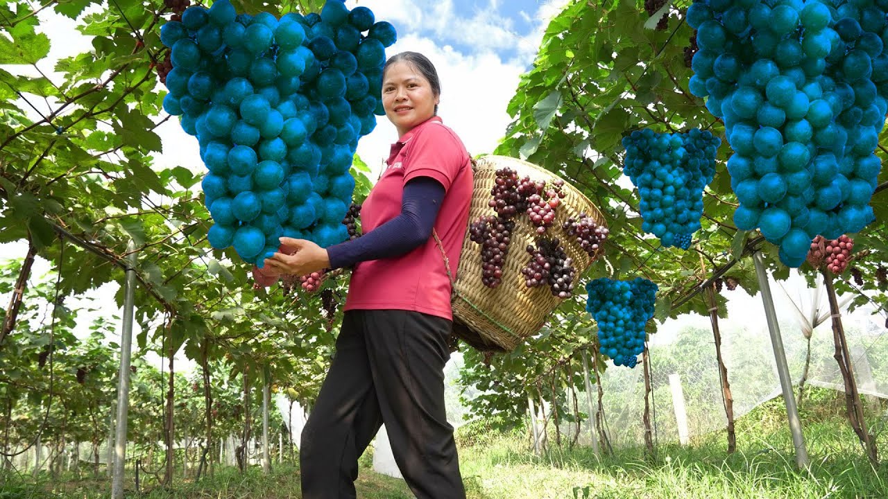 Unbelievable! Harvesting 2000 Tons of Ruby Grapes Worth Millions ...