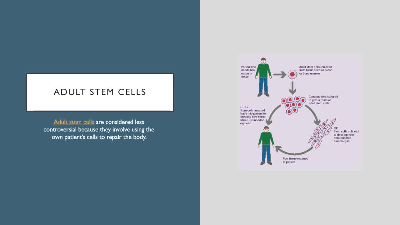 The Difference Between Embryonic Stem Cells and Adult Stem Cells - YouTube