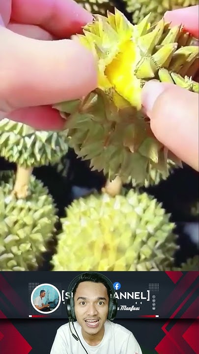 Durian Mini, Gak Nyangka isinya kaya gini #durian - YouTube