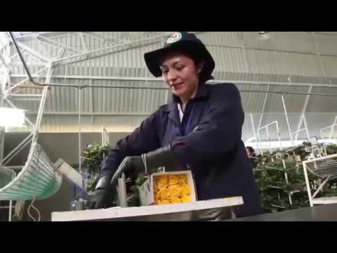 Perfect Quality Roses by Wayuu Flowers - YouTube