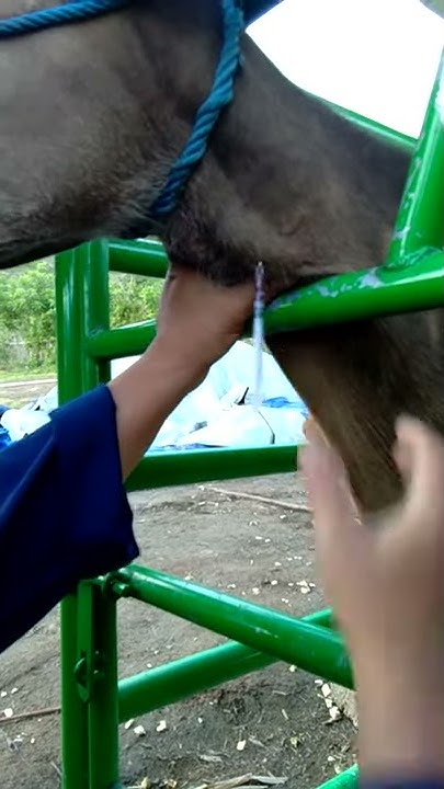 Pengambilan Sampel Darah Ternak Sapi Bali - YouTube