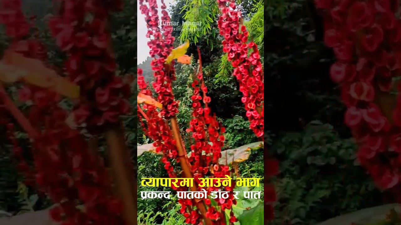 Himalayan Rhubarb 🔥🔥🔥 पदमचाल/अमलवेद || #Padamchal #Jelbang - YouTube