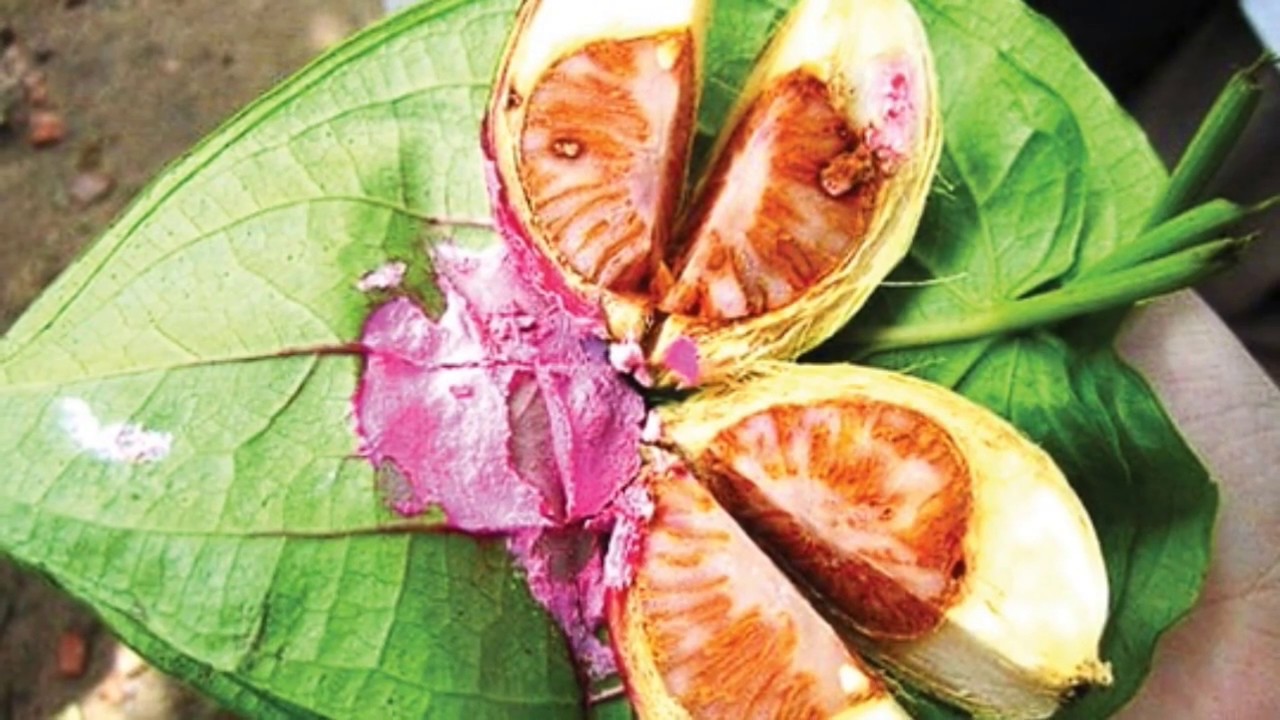The Story of BETEL and ARECA (Sự tích Trầu Cau Tiếng Anh) | Vietnamese ...