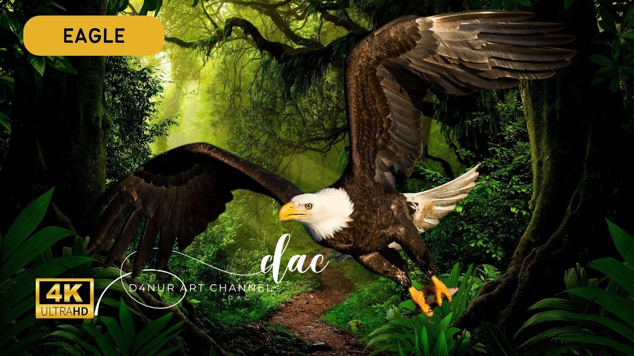 4K Elang / Eagle - YouTube