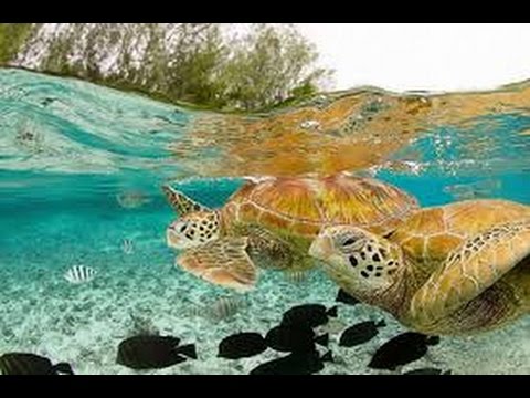 Sea Turtles Documentary HD - Giant Tortoises, Turtles, Animals & Nature ...