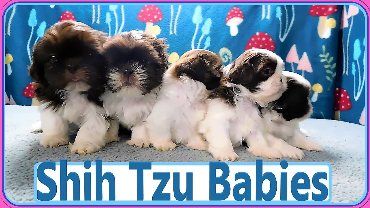 Our Spring Shih Tzu Babies - GROWING! - YouTube