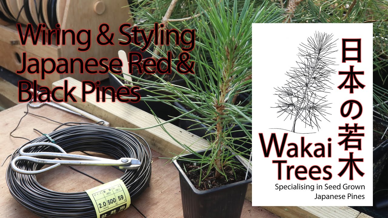 Wiring Japanese Red and Black Pines - Wakai Trees Ltd - YouTube