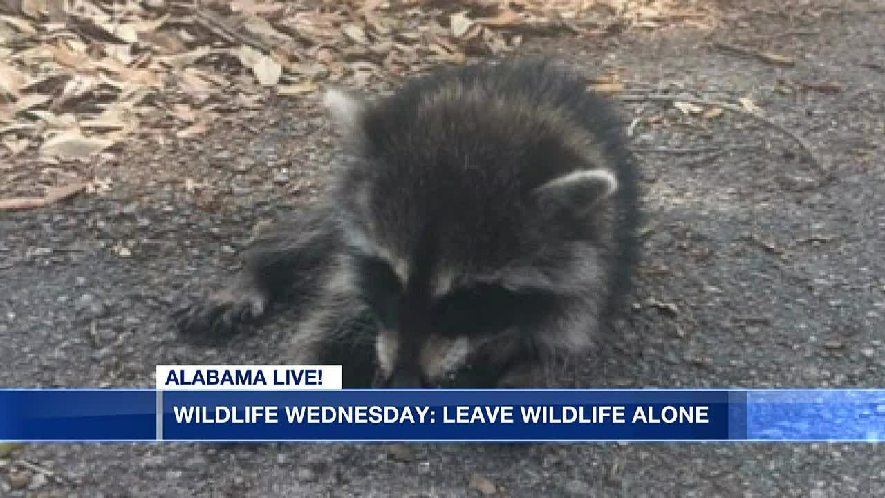Wildlife Wednesday: Leave Wildlife Alone - YouTube