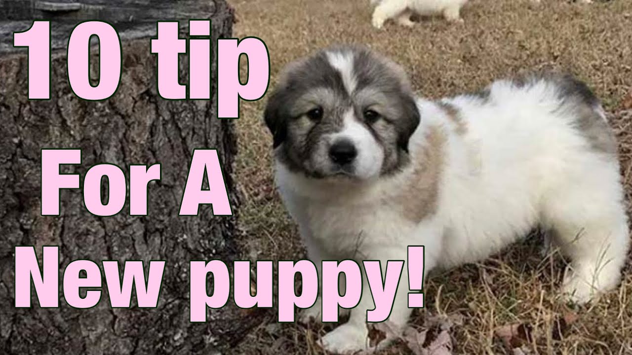 10 tips for when you bring your Great Pyrenees home - YouTube