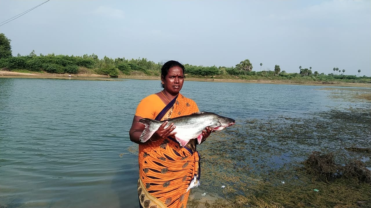 VAALA MEEN KOLAMBU | BIG FISH | Aachi Gramathu Samayal | Fish curry ...