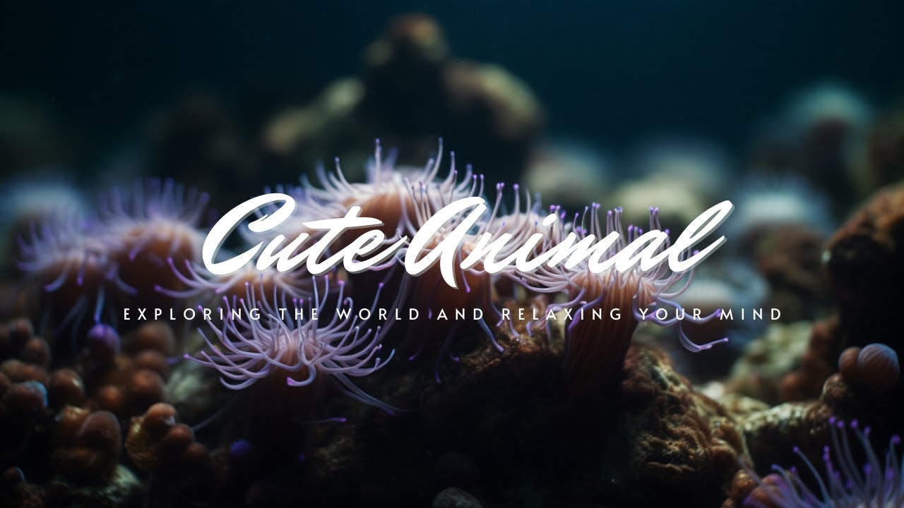 Harmony in the Deep: Stress-relieving Anemone Ambience - YouTube