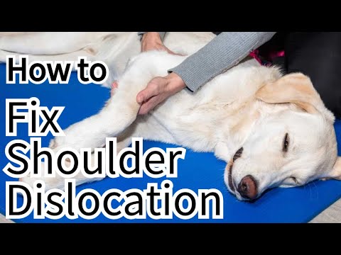 Dog Shoulder Dislocation: Causes, Symptoms, & Treatment Options ...