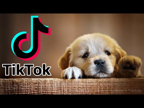 TİKTOK EN İYİ KÖPEK AKIMI ! #5