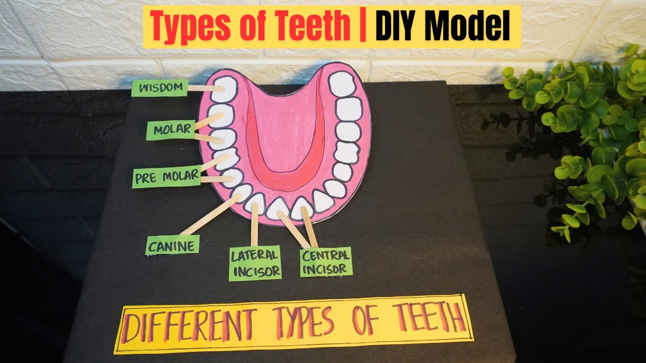 Human Teeth Types | School Project Model | ICSE/CBSE Science Activity ...