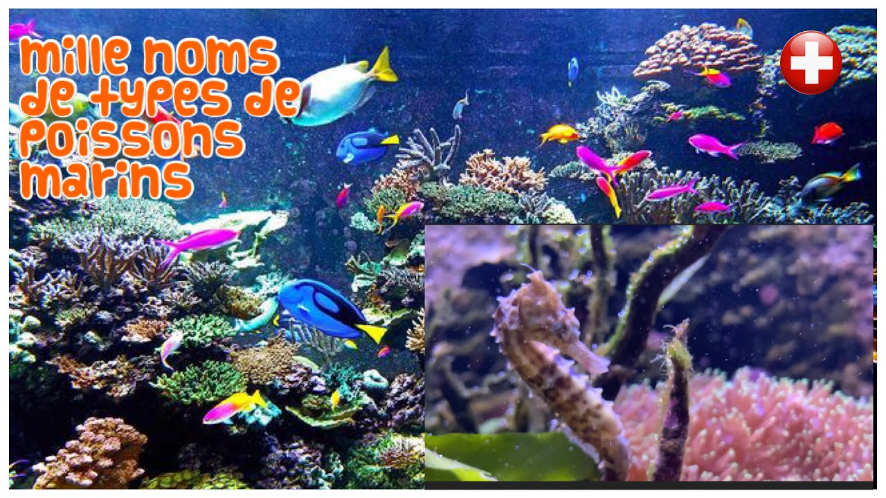 cest l un des poissons les plus surprenants mille noms de types de ...