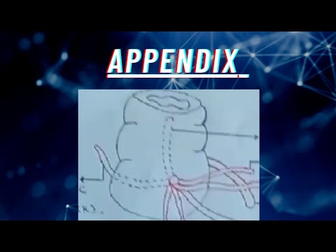 Appendix anatomy with diagrams 😱💥//Abdomen//anatomy - YouTube