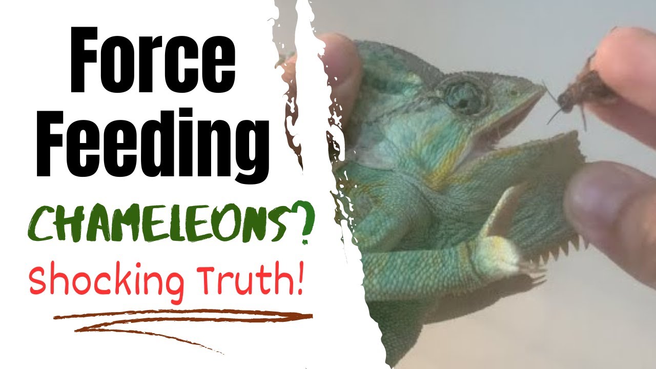 Is It OK to Force Feed a Chameleon? - YouTube