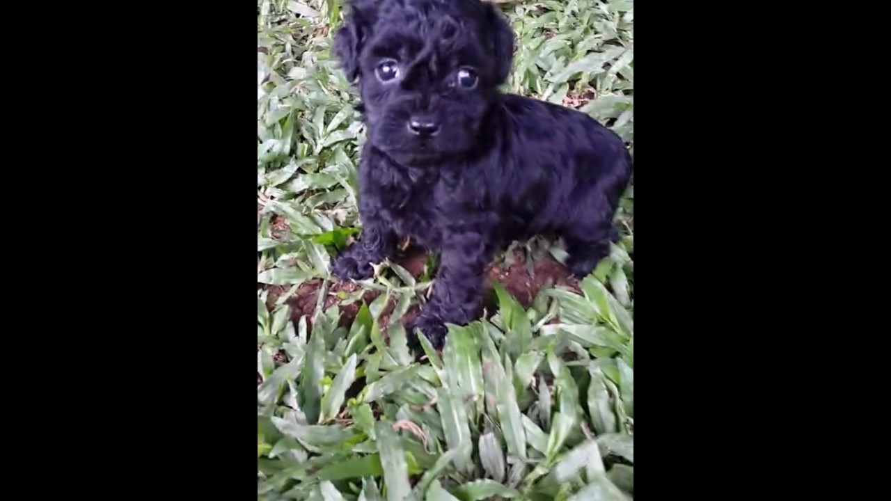 French poodle negro - YouTube