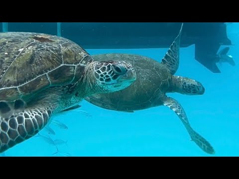 Pulau Redang : Turtle Point. Excited tengok penyu jinak-jinak. - YouTube