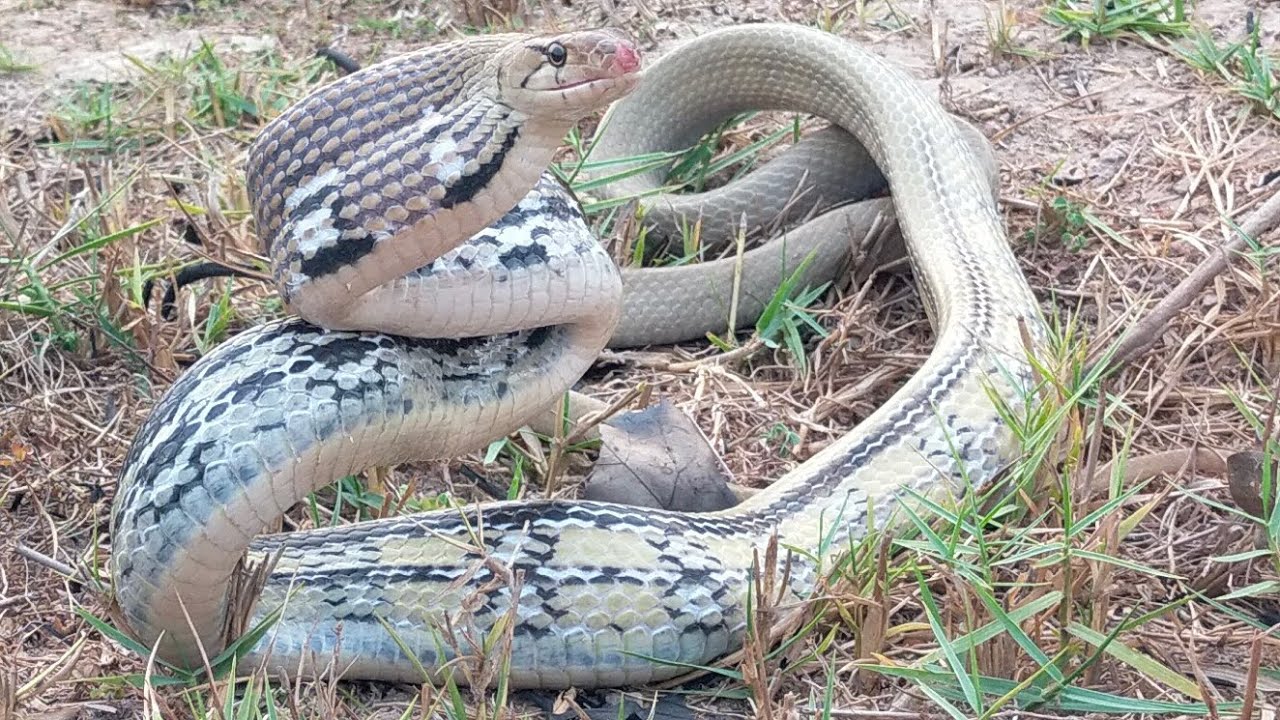 Easy Video Snake Trap/Snake Trap Easy - YouTube