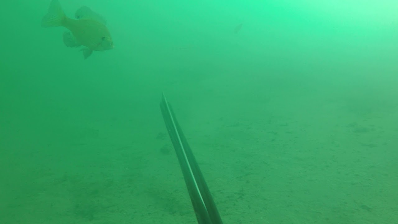 Blue lake fish about 30 feet down - YouTube