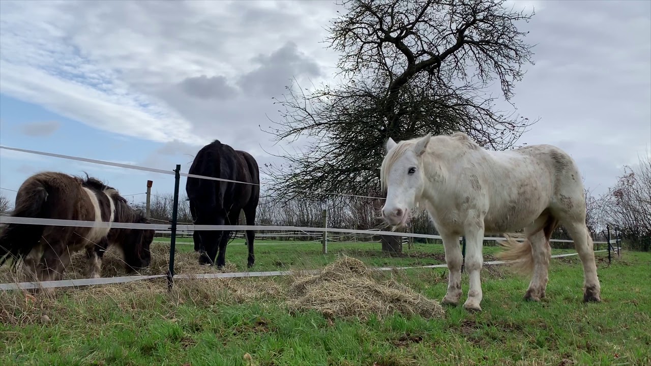 Welcome Gracie - YouTube