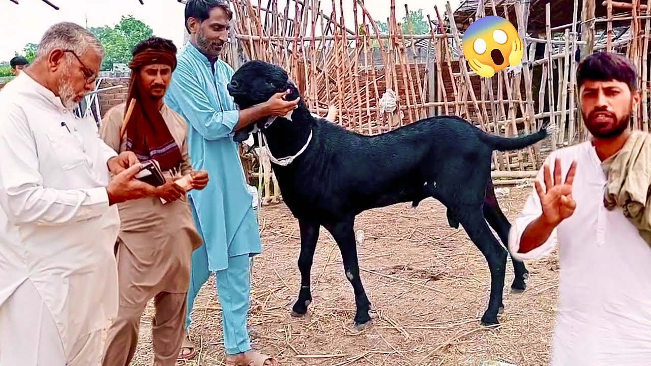 Lahore shahpur kanjra Mandi Amritsar bakra | makkhi chini bakriyan ...