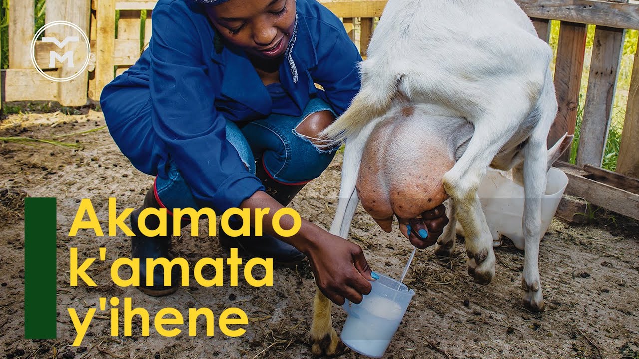 00202: AKAMARO K'AMATA Y'IHENE || GUKOMEZA AMAGUFA || KWONGERERA ...