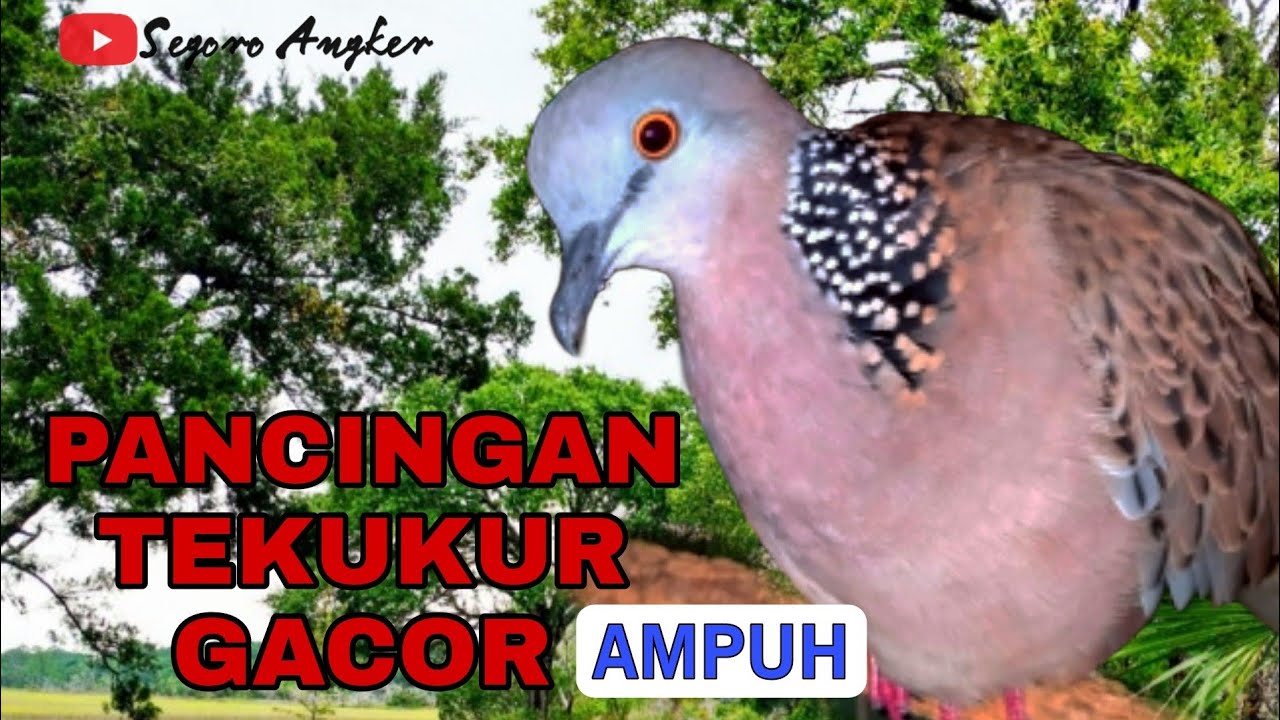 tekukur derkuku gacor cocok buat pancingan semua jenis tekukur - YouTube