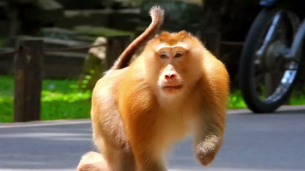 Who is Robin's father? Pongo Try to protect the baby from Barnum monkey ...