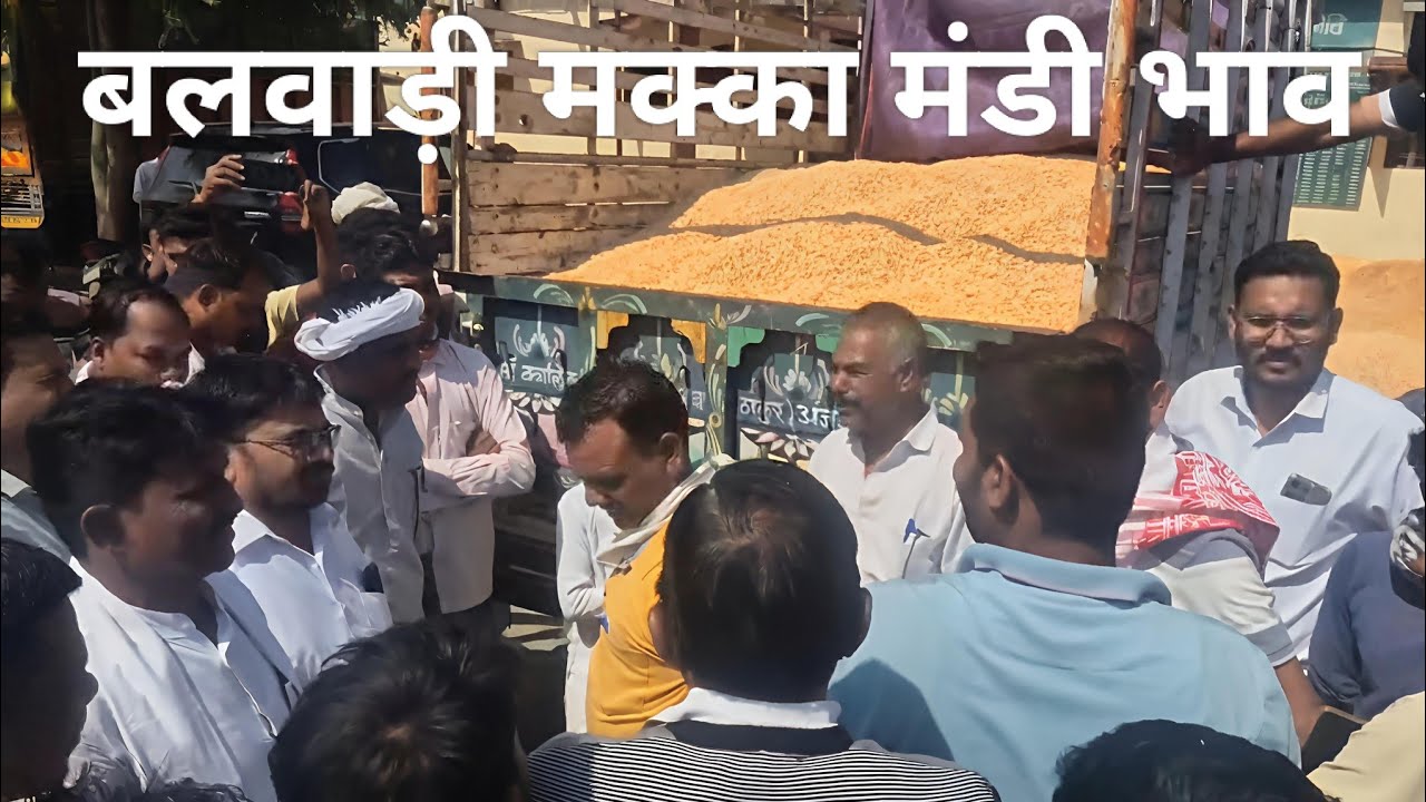 बलवाड़ी मक्का मंडी भाव आज | Balwadi Mandi Bhav Today | मक्का के ताज़ा ...