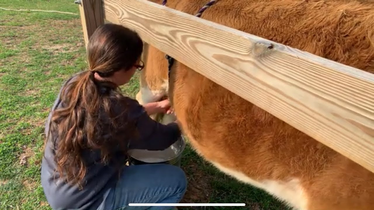 Milking the Cow, Solving World Problems 😉 - YouTube