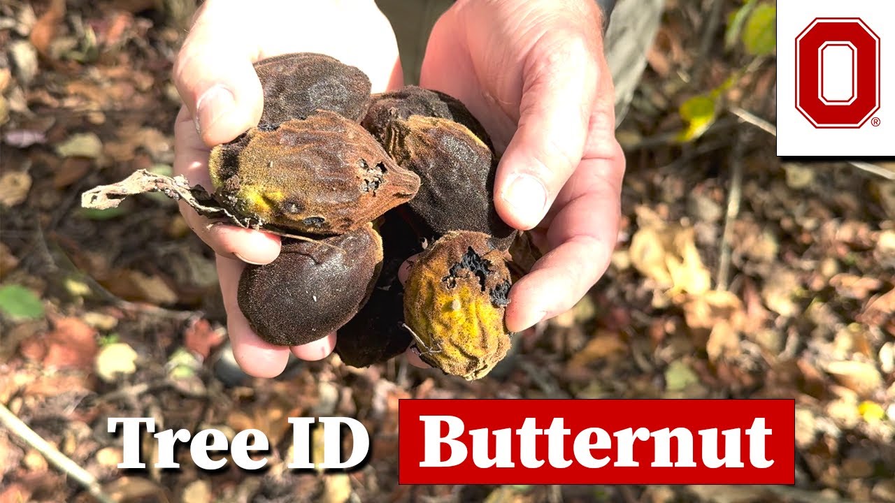 Butternut: Tree ID Clips - YouTube