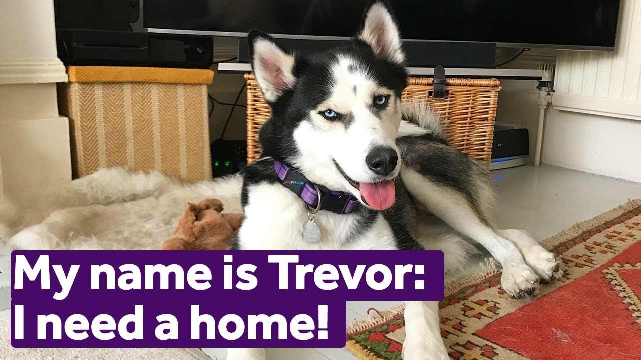 Adopt Trevor | Dogs | Mayhew - YouTube