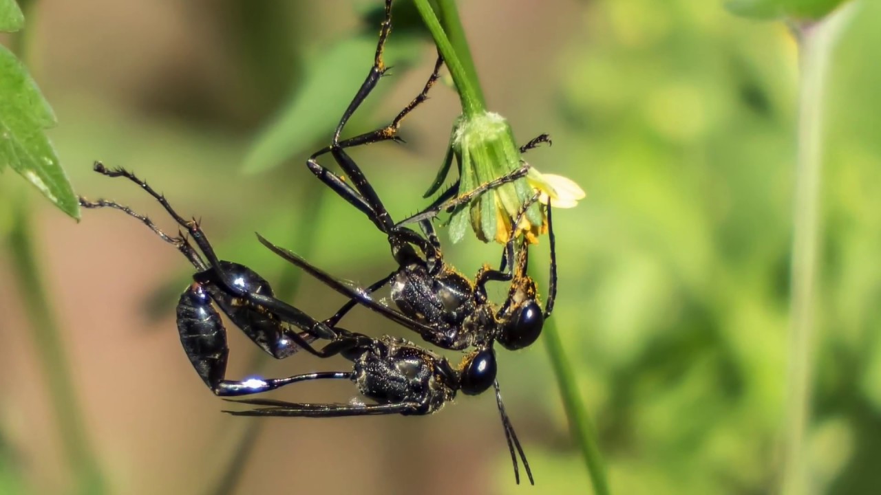 Thread-waisted Wasps - Mating - YouTube