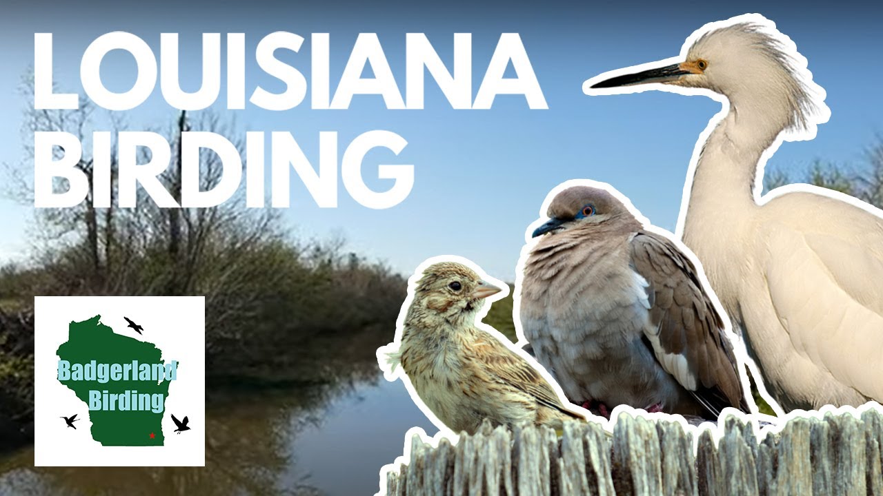 Birding in Louisiana Part 2 (Quest for 100 Species) - YouTube