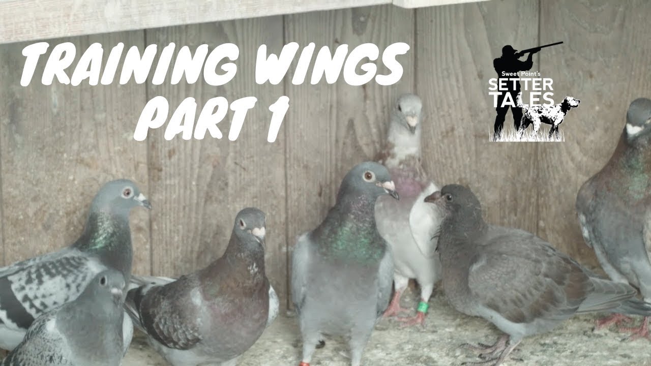 Sweet Point's Setter Tales (S3, E5) Training Wings, Part 1 - YouTube
