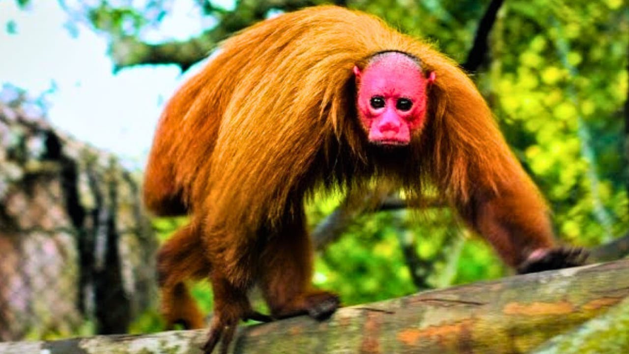 Monos Tan Extraños Que Dudarás Que Existen - YouTube