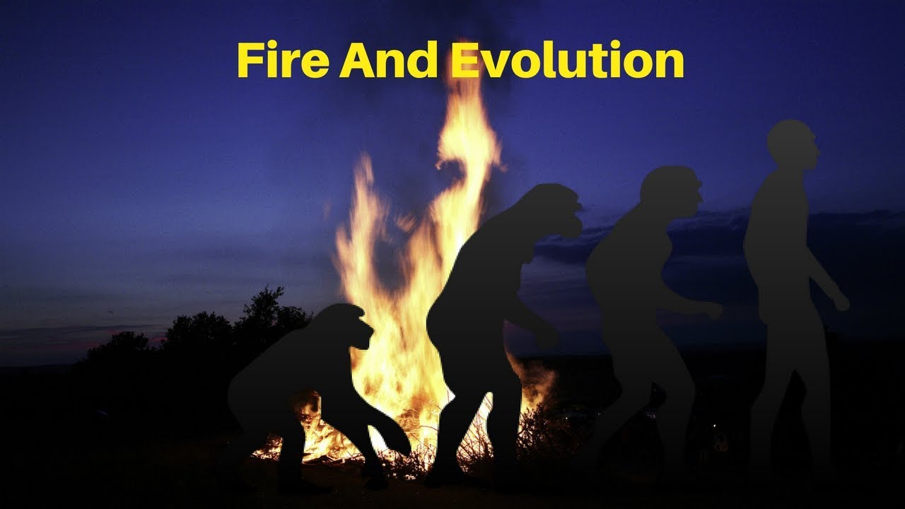 FIRE and Evolution From Cooking | Foodxpert - YouTube