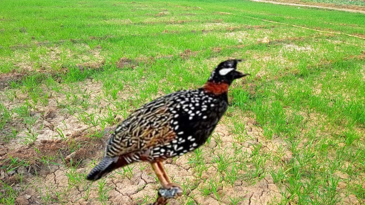 Kala Teetar Black Francolin Teetar Studio - YouTube