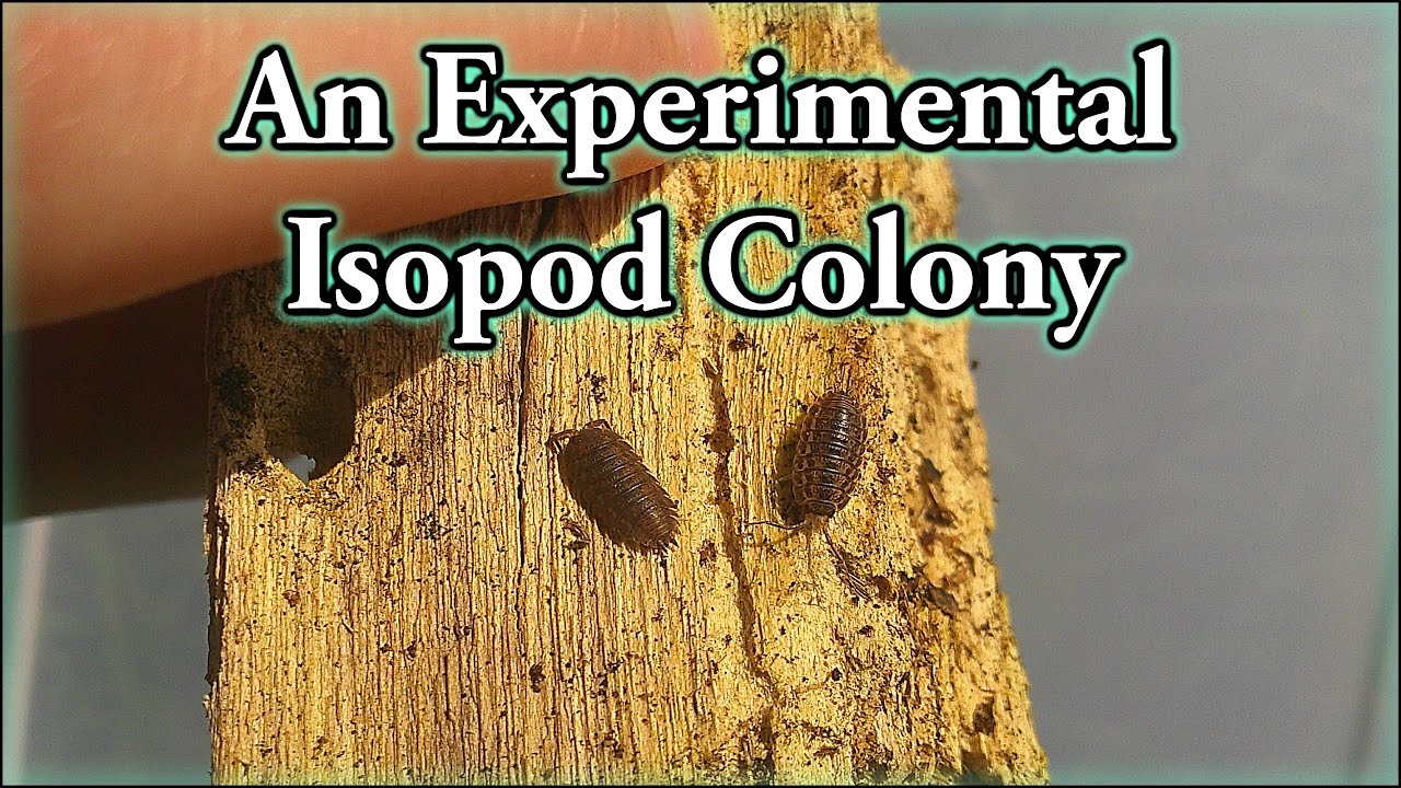 An Experimental Isopod Colony - YouTube