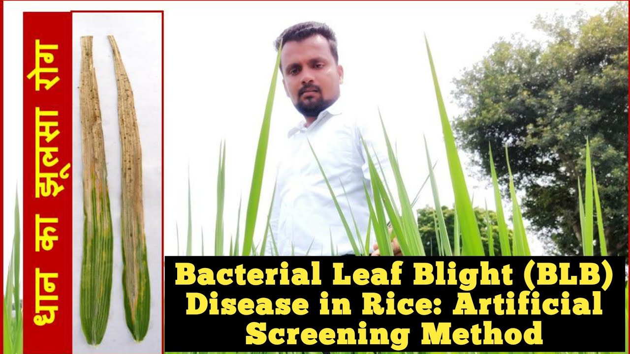 Bacterial Leaf Blight Disease in Rice- an artificial disease screening ...