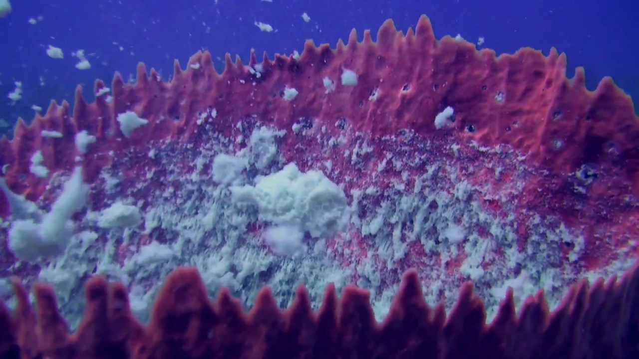 Giant Sponge Spawning - YouTube