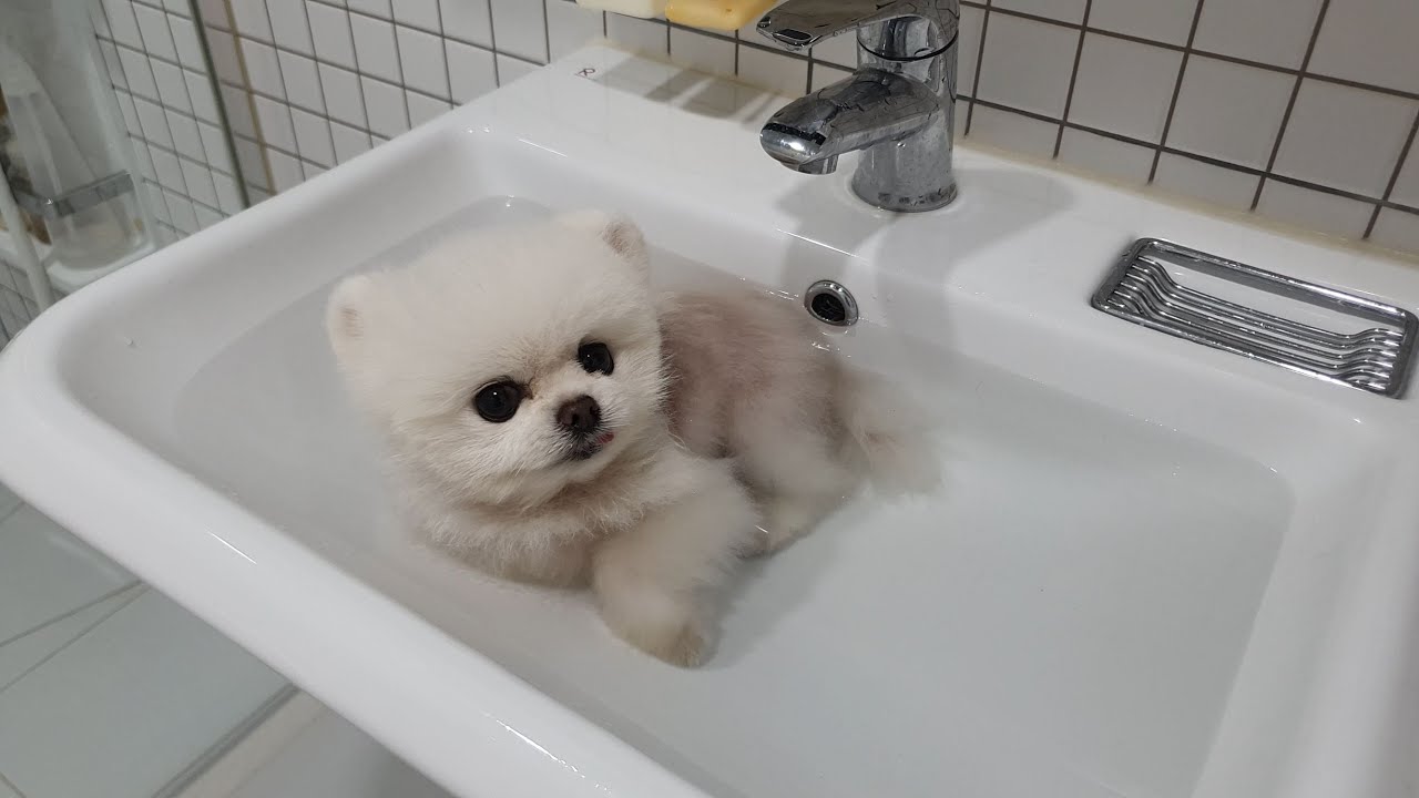 [Rudy&Pongki] 루퐁이네 유튜브 채널 분석 보고서 - NoxInfluencer