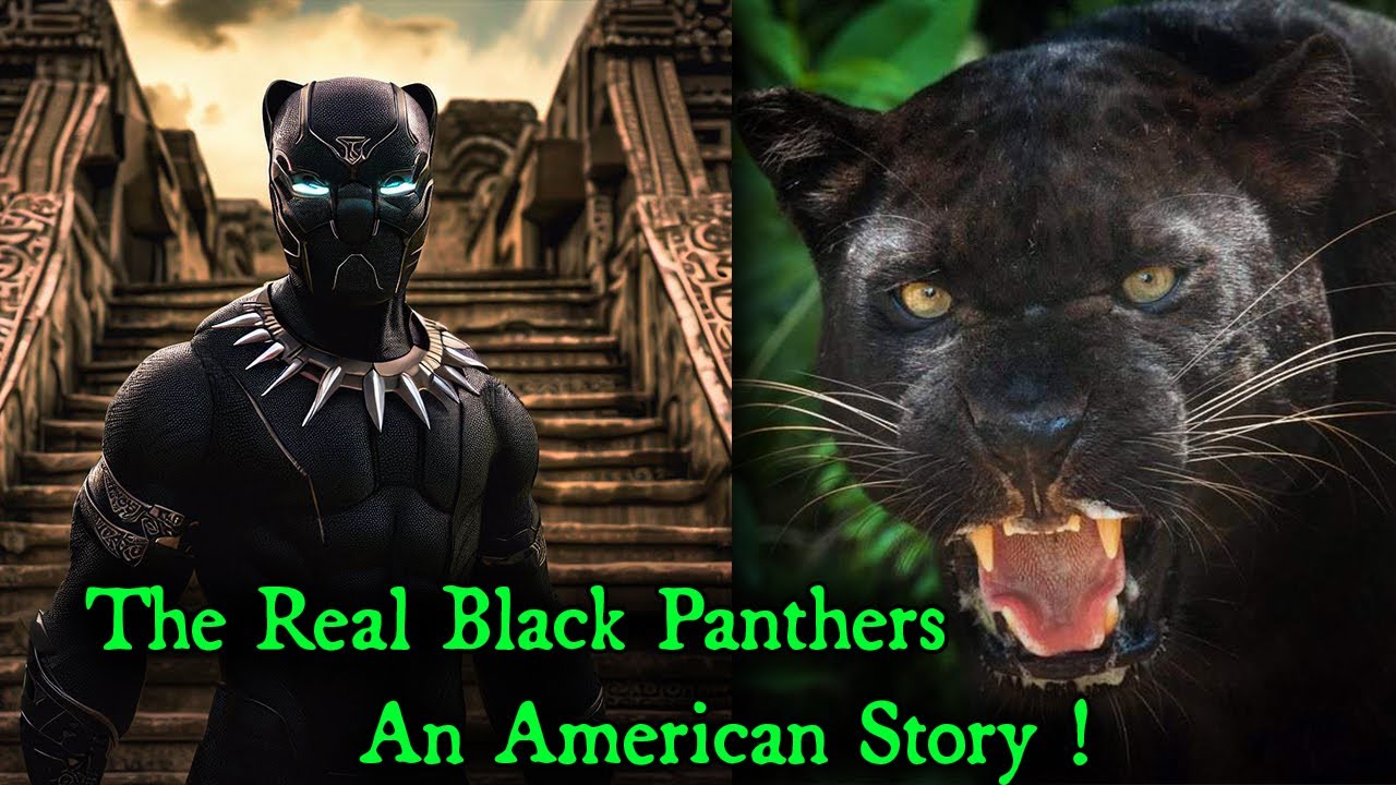 PT 3 - Unsung Heroes Of America / The Real Black Panthers / An American ...